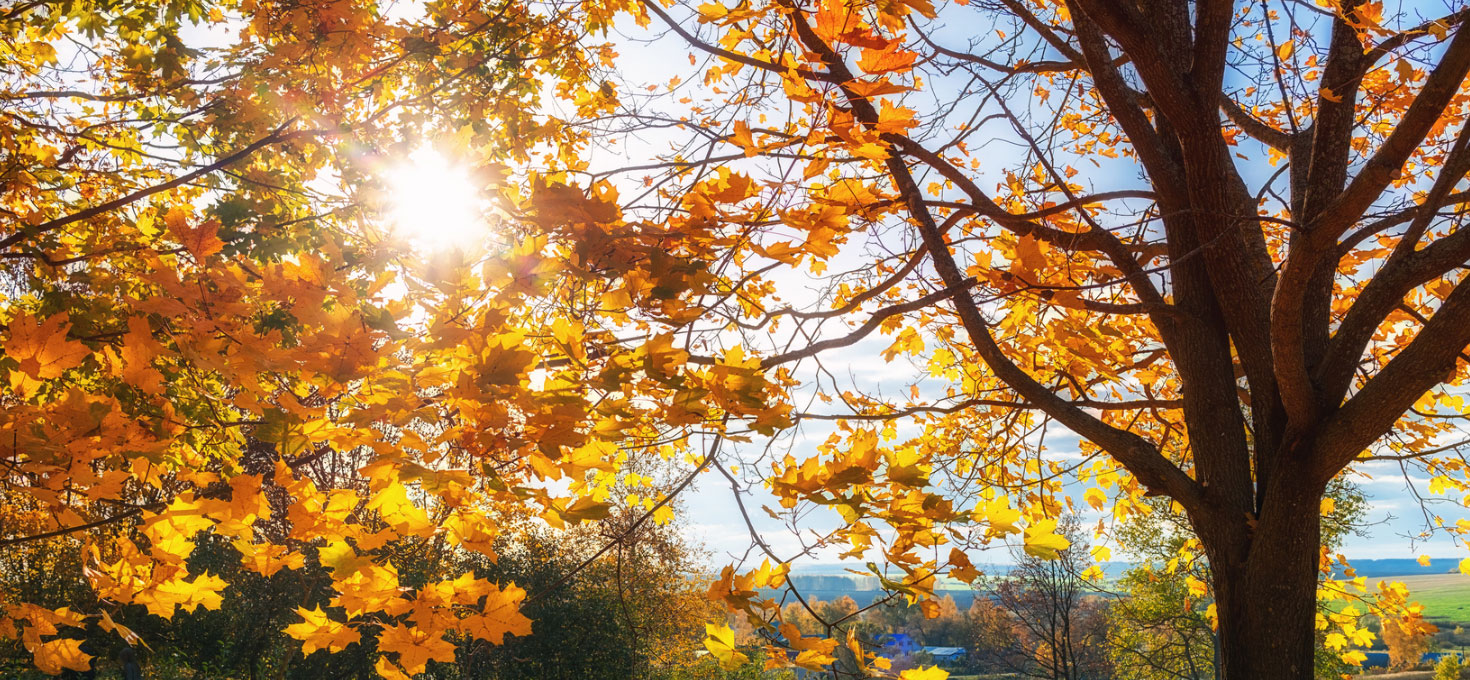 Un autunno molto caldo - Il Giardino di Bama